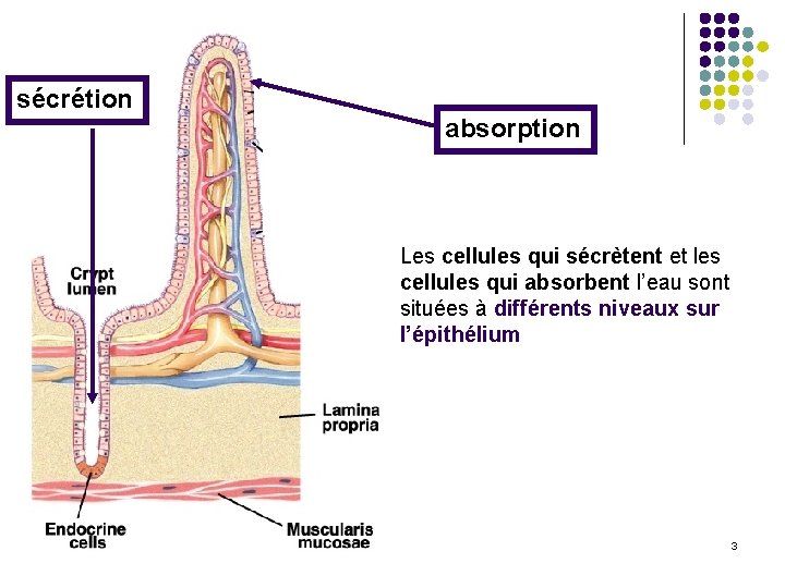 Mouvements deau et dlectrolytes dans le tube digestif