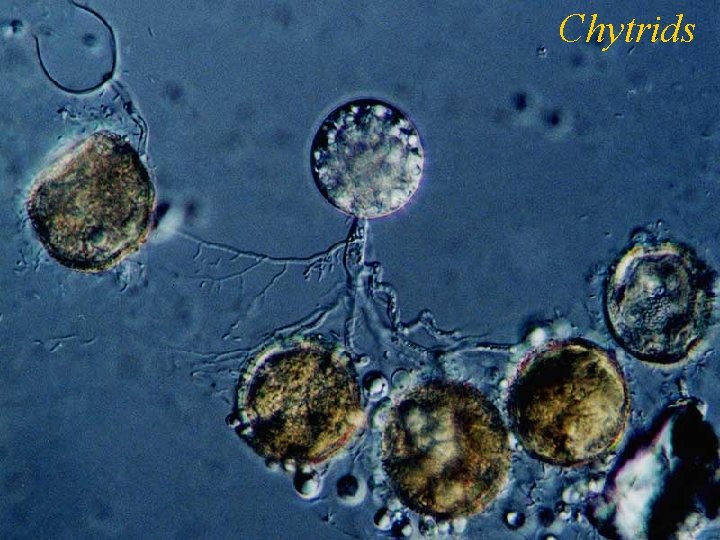 Fungi INTRODUCTION EUKARYOTES NONMOTILE HETEROTROPHS ABSORPTIVE MOST ARE