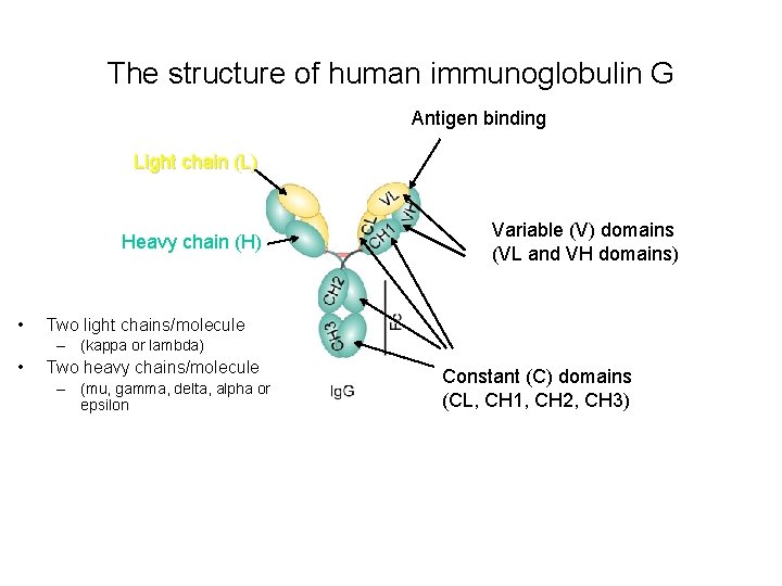 Biological therapy for the manipulation of complement system