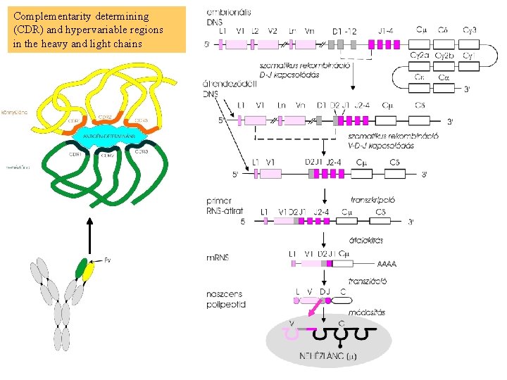 Biological therapy for the manipulation of complement system