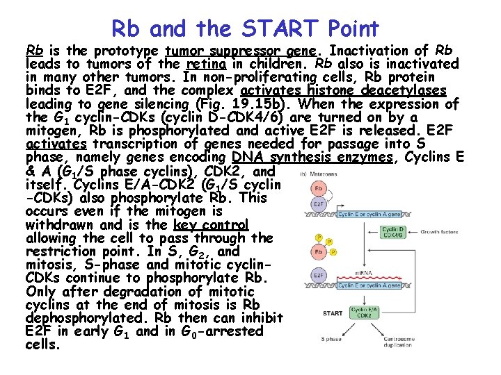 Chap 19 The Eukaryotic Cell Cycle Topics Overview