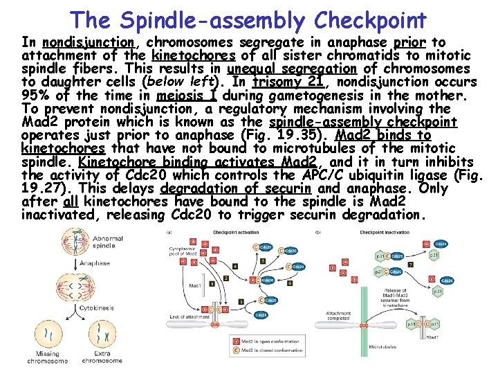 Chap 19 The Eukaryotic Cell Cycle Topics Overview