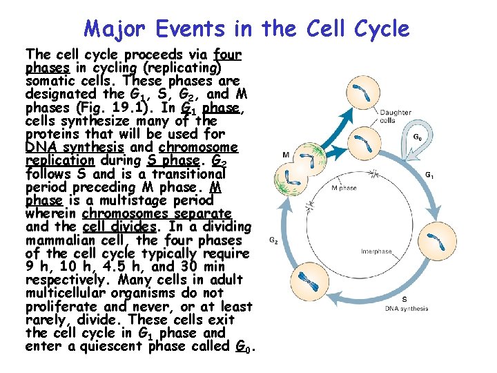 Chap 19 The Eukaryotic Cell Cycle Topics Overview