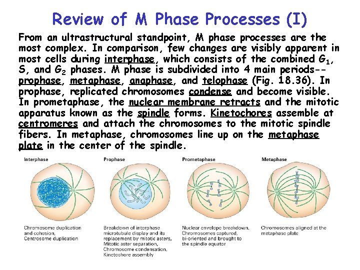 Chap 19 The Eukaryotic Cell Cycle Topics Overview