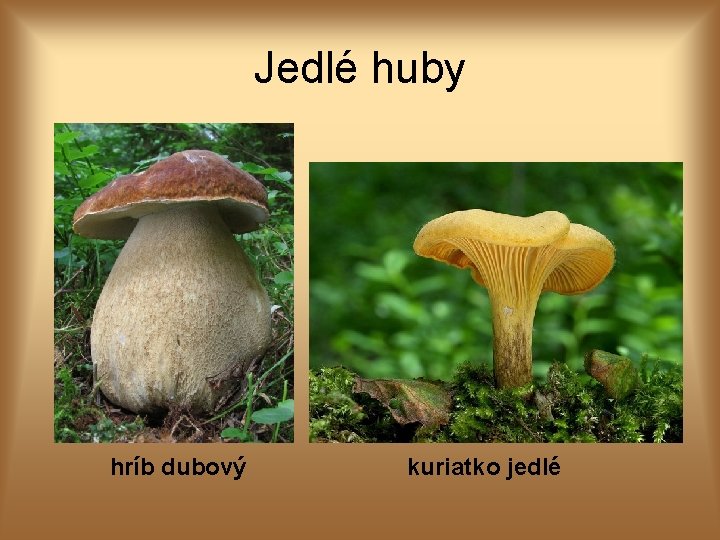 HUBY Charakteristika hb Huby neobsahuj zelen listov farbivo