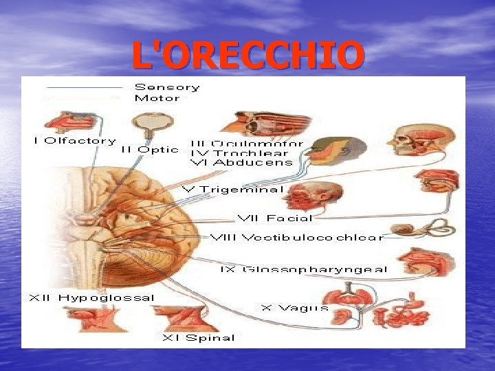LORECCHIO LA STRUTTURADELLORECCHIO MILIONI DI ANNI FA GLI