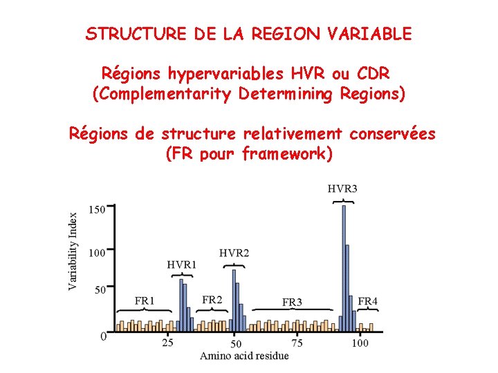 LES IMMUNOGLOBULINES LES IMMUNOGLOBULINES Molcules supportant la fonction