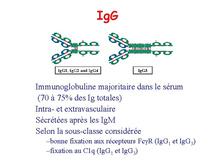 LES IMMUNOGLOBULINES LES IMMUNOGLOBULINES Molcules supportant la fonction