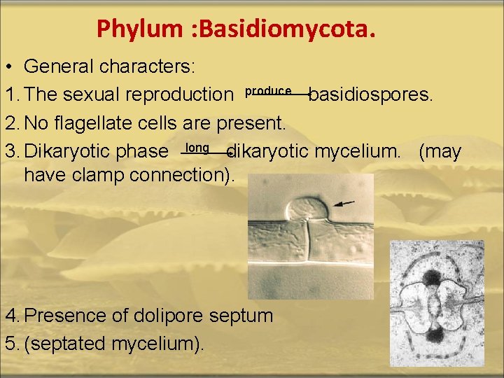 Phylum Basidiomycota General characters 1 The sexual reproduction