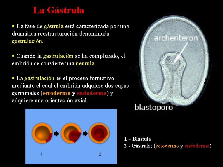 Desarrollo Embrionario Gametos Espermatozoide vulo Gametos El desarrollo