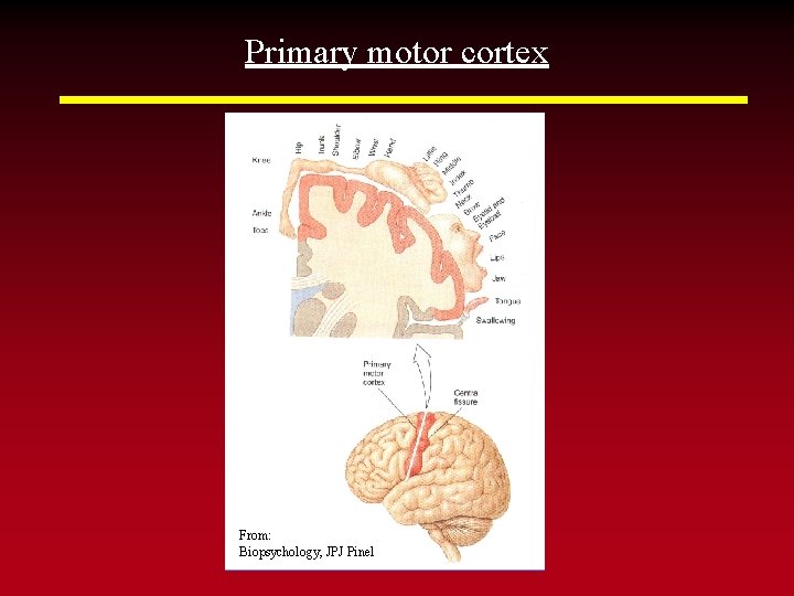 Introduction to Biological Psychology Central Control of Movement