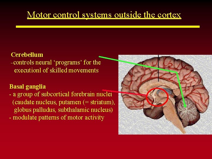 Introduction to Biological Psychology Central Control of Movement