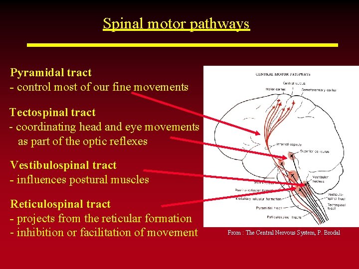 Introduction to Biological Psychology Central Control of Movement