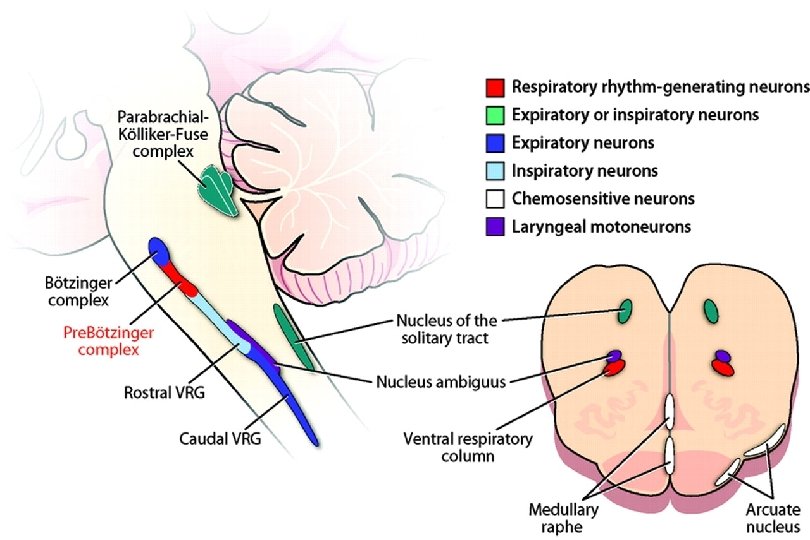 Respiratory Physiology During Sleep BY AHMAD YOUNES PROFESSOR