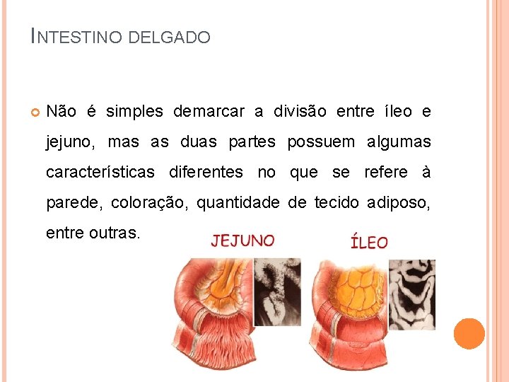 SISTEMA DIGESTRIO PARTE II Professora Rita Gomez INTESTINO
