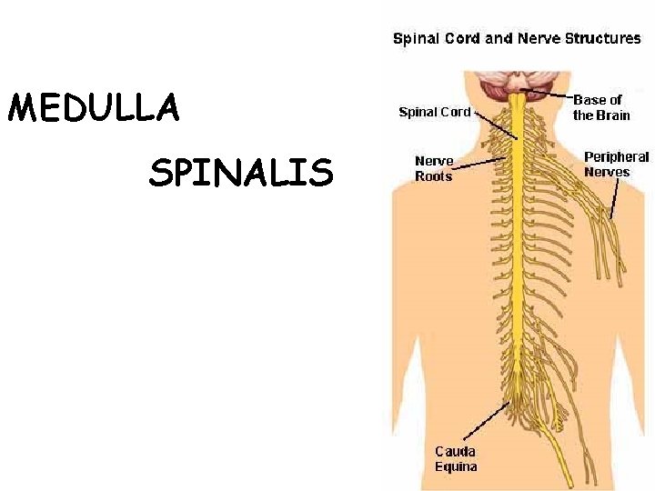 BASIC ANATOMY PHYSIOLOGY OF CENTRAL NERVOUS SYSTEM MUH