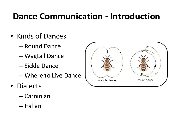 Honeybee Communications Dancing Bees Dance Communication Introduction Kinds
