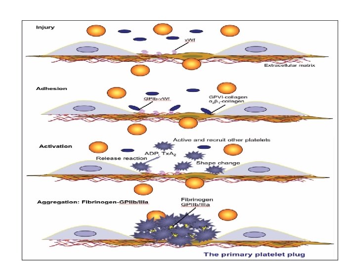 DUAL ANTIPLATELET THERAPY DAPT BHAVI SHAH DNP APRN