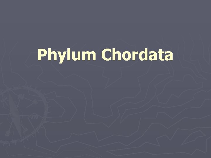 Phylum Chordata Characteristics of Chordates Notochord Dorsal nerve