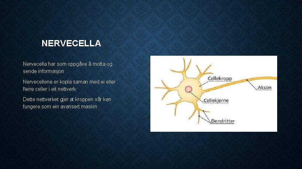 KAPITTEL 3 NERVESYSTEMET NERVECELLA Nervecella har som oppgve