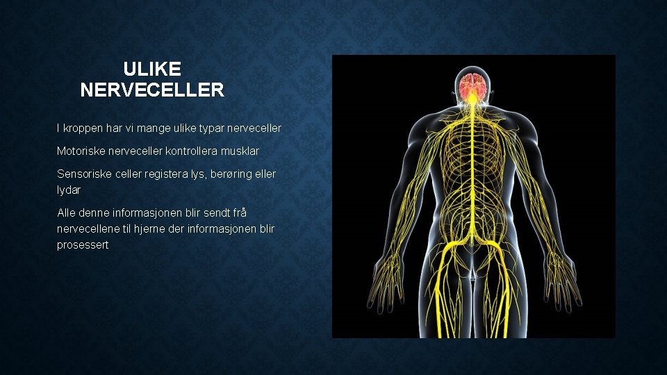 KAPITTEL 3 NERVESYSTEMET NERVECELLA Nervecella har som oppgve