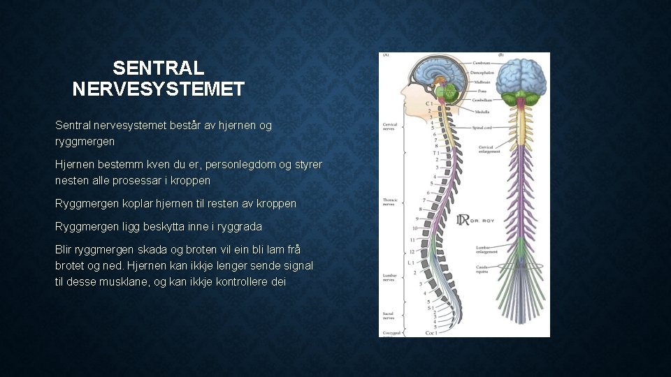KAPITTEL 3 NERVESYSTEMET NERVECELLA Nervecella har som oppgve