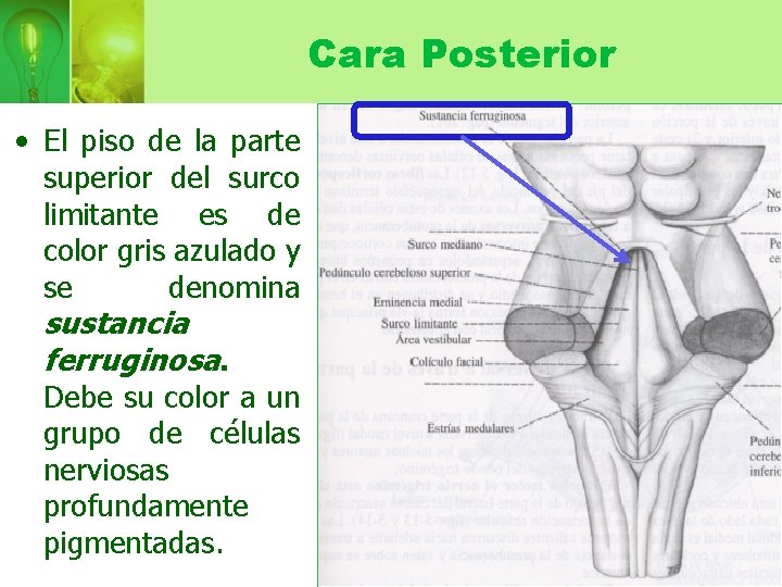 Protuberancia Anular o Puente Facultad de Ciencias Medicas