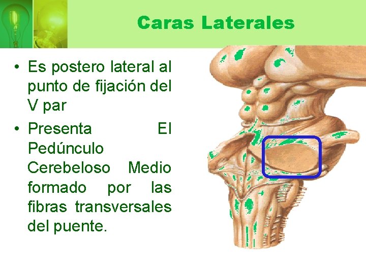 Protuberancia Anular o Puente Facultad de Ciencias Medicas
