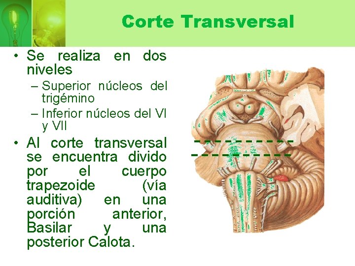 Protuberancia Anular o Puente Facultad de Ciencias Medicas