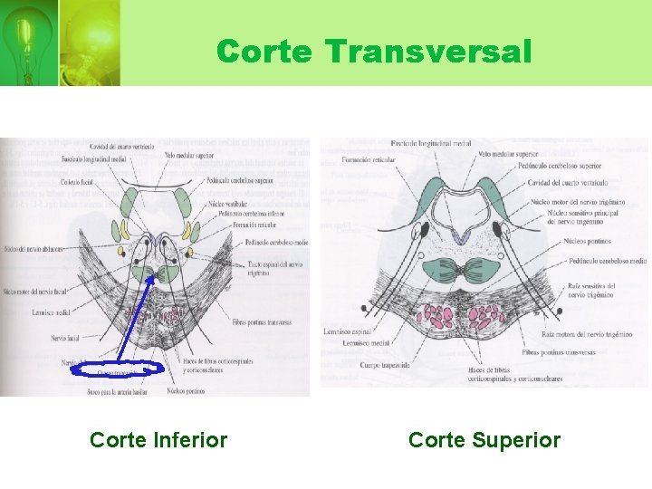 Protuberancia Anular o Puente Facultad de Ciencias Medicas