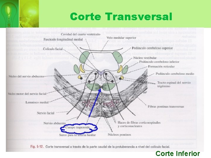Protuberancia Anular o Puente Facultad de Ciencias Medicas