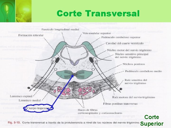 Protuberancia Anular o Puente Facultad de Ciencias Medicas