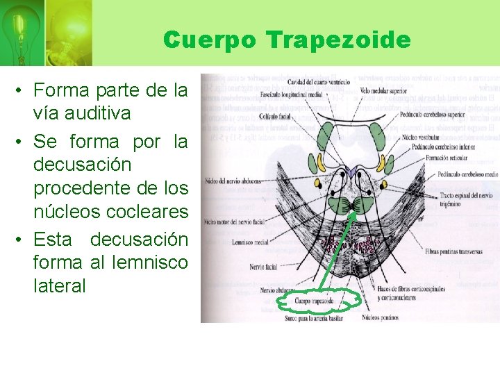 Protuberancia Anular o Puente Facultad de Ciencias Medicas