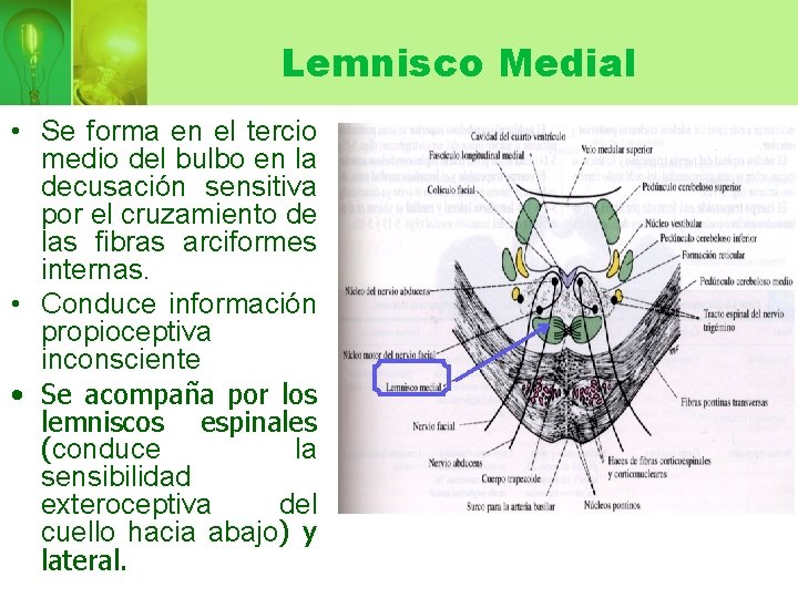 Protuberancia Anular o Puente Facultad de Ciencias Medicas