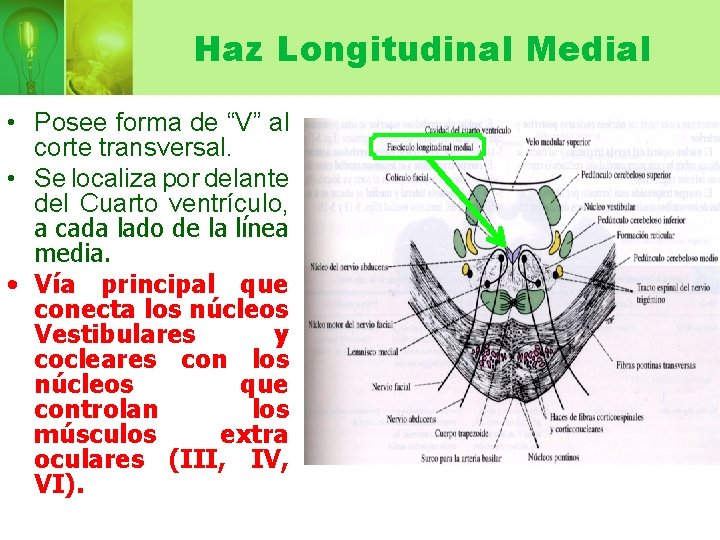 Protuberancia Anular o Puente Facultad de Ciencias Medicas