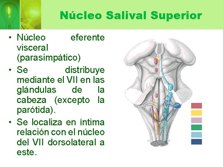 Protuberancia Anular o Puente Facultad de Ciencias Medicas
