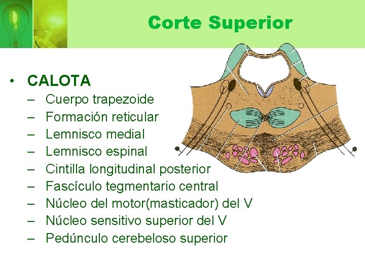 Protuberancia Anular o Puente Facultad de Ciencias Medicas