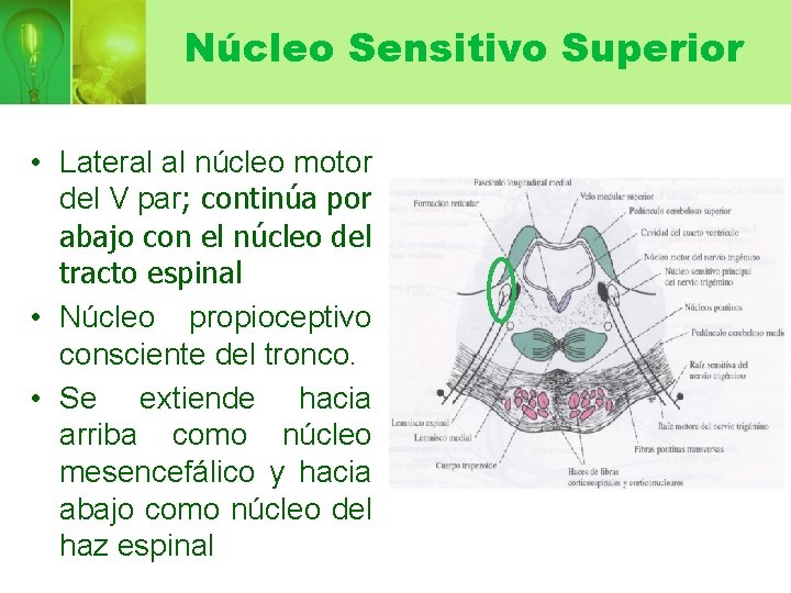 Protuberancia Anular o Puente Facultad de Ciencias Medicas