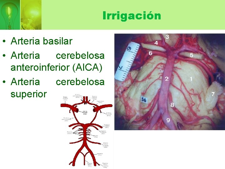 Protuberancia Anular o Puente Facultad de Ciencias Medicas