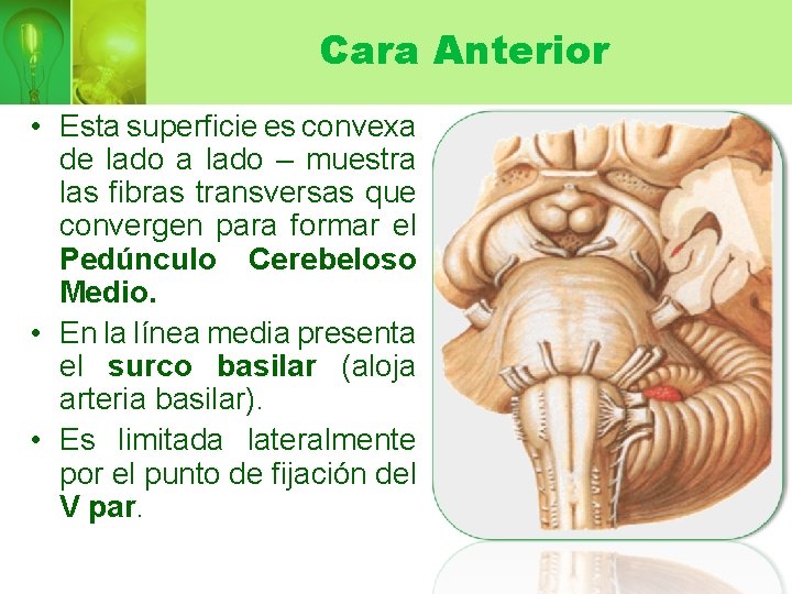 Protuberancia Anular o Puente Facultad de Ciencias Medicas