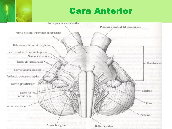 Protuberancia Anular o Puente Facultad de Ciencias Medicas