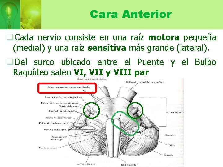 Protuberancia Anular o Puente Facultad de Ciencias Medicas
