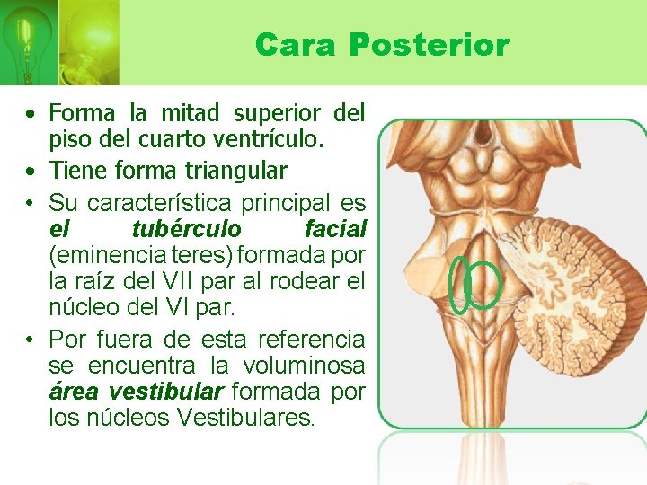 Protuberancia Anular o Puente Facultad de Ciencias Medicas