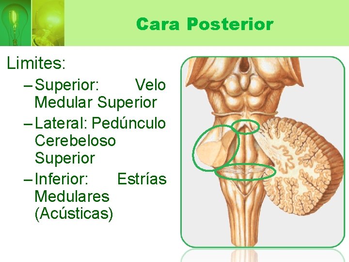 Protuberancia Anular o Puente Facultad de Ciencias Medicas