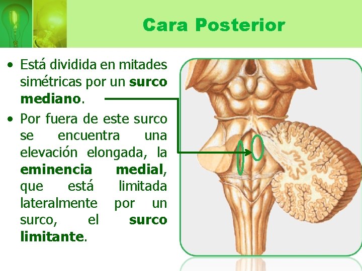 Protuberancia Anular o Puente Facultad de Ciencias Medicas