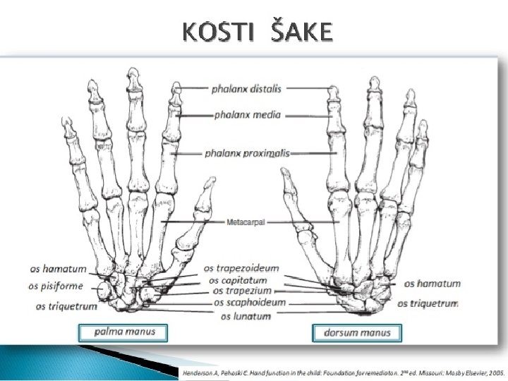 NASTAVNI PREDMETKINEZIOLOGIJA 2 VII PREDAVANJE Pokreti u runom