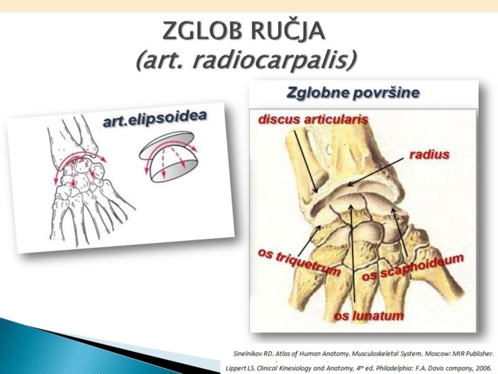 NASTAVNI PREDMETKINEZIOLOGIJA 2 VII PREDAVANJE Pokreti u runom