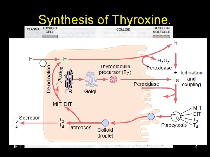 Thyroid Hormone Prof K Sivapalan Structure of the