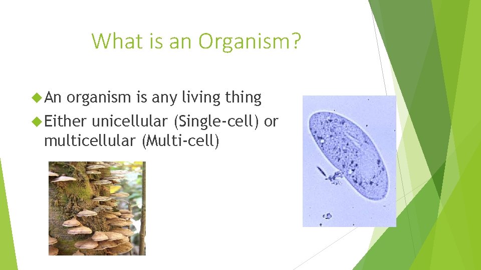 Living and NonLiving Organisms Made by Camden Mod