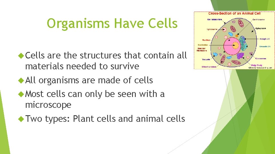 Living and NonLiving Organisms Made by Camden Mod